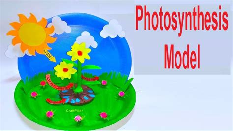 Photosynthesis Model D Making Using Cardboard With Plants Diy My Xxx Hot Girl