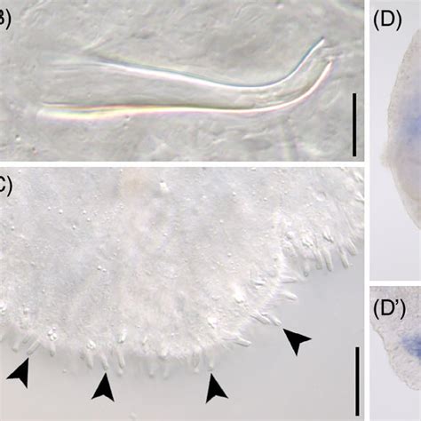 A Differential Interference Contrast Image Of A Living Download Scientific Diagram