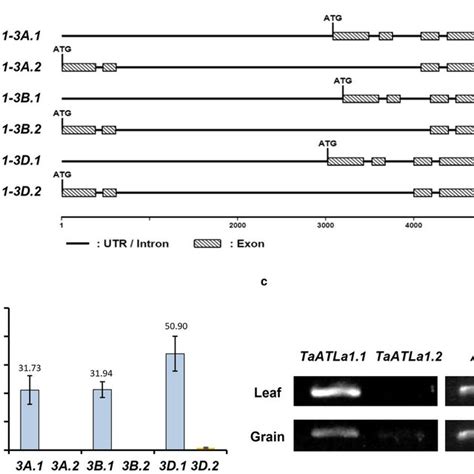 Yeast 22Δ10α Growth Complementation Assay With An Amino Acid As The