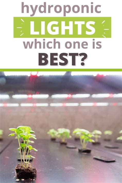 Best Hydroponic Lights For A Successful Indoor Garden