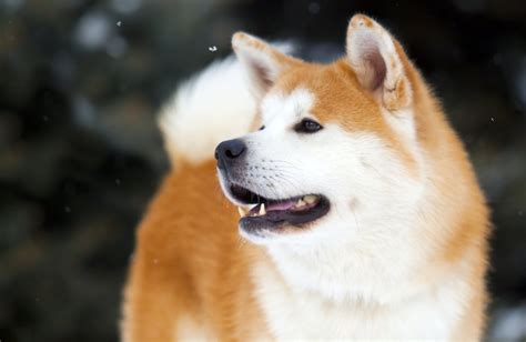 秋田犬の性格を知ろう！飼育・食事・おやつ・寿命・病気など詳しく解説！