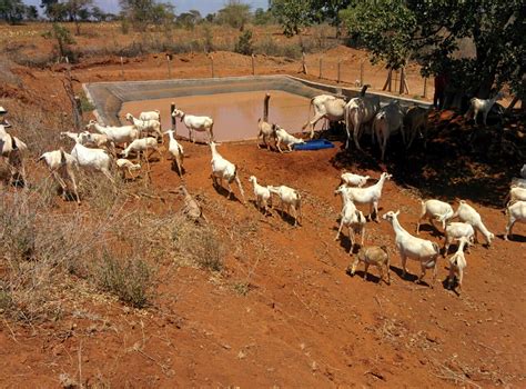 Controlling Deadly Roundworms In Sheep And Goats News And Knowhow For