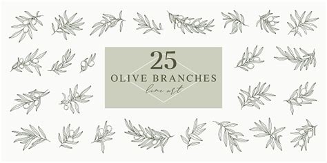 올리브 가지는 최소한의 선형 스타일로 설정됩니다 잎과 올리브 과일은 흰색 배경에 고립되어 있습니다 로고 패턴 라벨 카드에 대한 벡터 식물 0명에 대한 스톡 벡터 아트 및