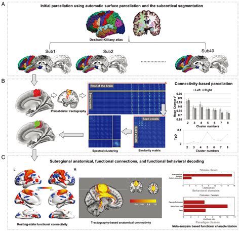 Brainnetome Atlas Brainnetome Center