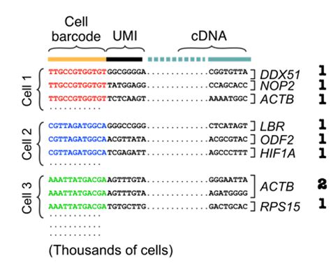 Chapter 1 Introduction To Single Cell Technology Fundamentals Of Scrnaseq Analysis