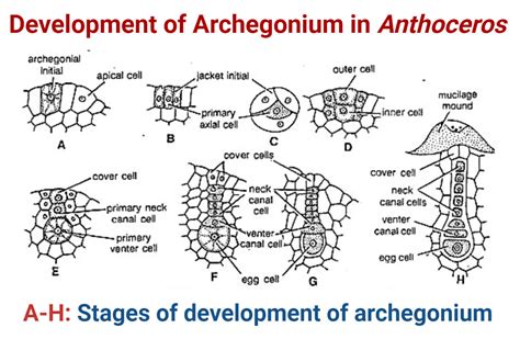 Anthoceros Structure Reproduction Life Cycle Diagram Uses