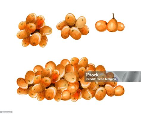 수채화 뭉치 바다 갈매 나무속 오렌지 열매 그림 세트 흰색 배경에 고립되어 있습니다 유기 허브 제품 패키지와 가을 디자인을 위한 야생 산림 식물 0명에 대한 스톡 벡터 아트