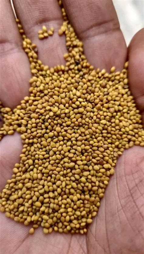 Organic Berseem Seed Packaging Size 1 Kg At Best Price In Ambala Id 2857575315688