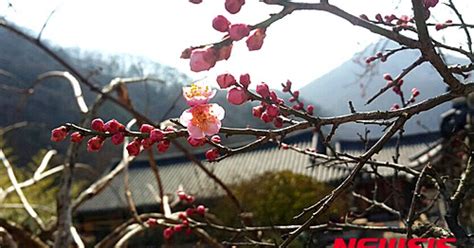 한국 4대 매화장성 백양사 고불매 첫 꽃망울