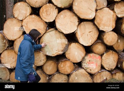 Woman Counting Tree Rings On Logs In Log Pile In Forest Inverness Scotland Stock Photo Alamy
