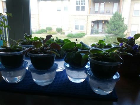 Hydroponic Wick System The Ultimate Guide Gardening Heavn