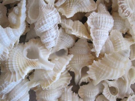 Maple Leaf Shells 6 Beach Decor Seashells Seashell Supply Beach Wedding