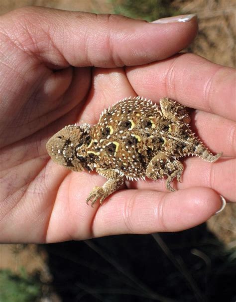 Texas Horned Lizard Pet Pet Spare