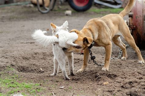 Dog sex 免版税图片库存照片和图像 Shutterstock