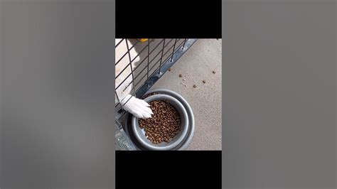 시골새끼강아지가 사료 뺏어 먹는 방법ㅋㅋㅋㅋ Youtube