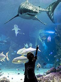 视频 青岛水族馆