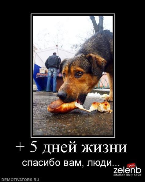 Бездомные животные картинки и рисунки на рабочий стол бесплатно