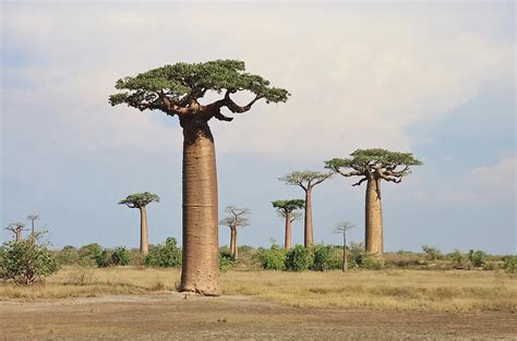Endangered Trees With Names Endangered Trees With Names