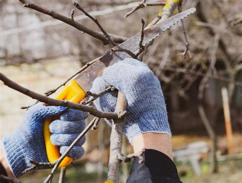 Cutting A Tree Branch With A Hand Garden Saw Stock Photo Image Of Cultivated Gardener