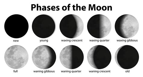 Phases Of The Moon Printable