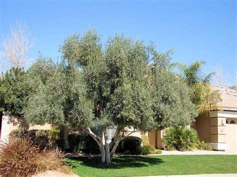 Fruitless Olive Tree