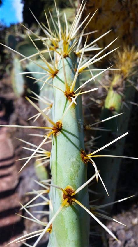 Cactus With Long Yellow Thorns Close Up Stock Image Image Of Cactus