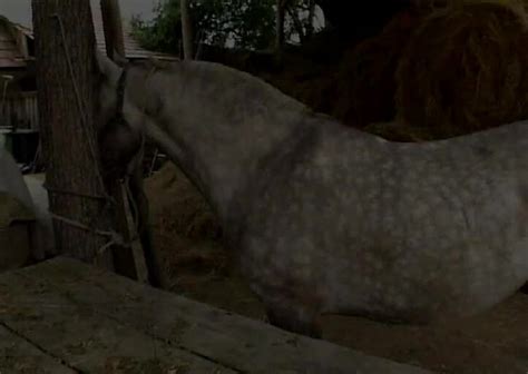 Skinny Toned Zoofil Is Trying To Fuck With A Horse Zoo Tube 1 Skinny Toned Zoofil Is Trying To Fuck With A Horse Zoo Tube 1