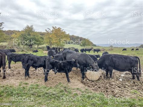 Herd Of Black Angus Cows Angus Cows Stock Photo - Download Image Now ...