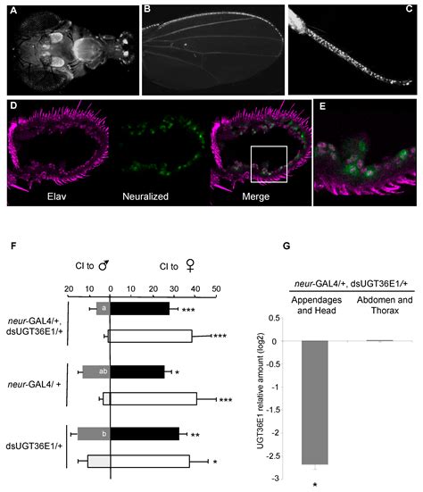 Modulation Of Sex Pheromone Discrimination By A Udp Glycosyltransferase