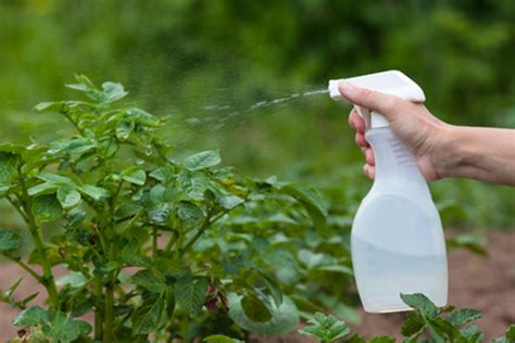 Five Important Things To Consider When Doing Foliar Spraying Science In Hydroponics
