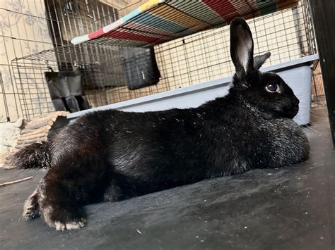 Worlds Biggest Dewlap Rrabbits