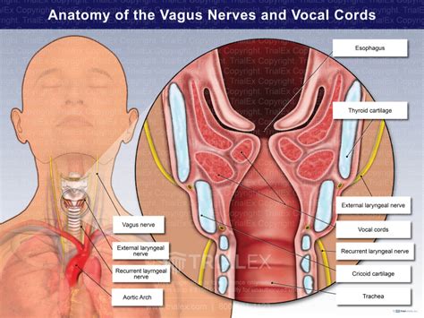 Anatomy Of Vocal Cords