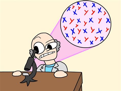 Asu Researchers Study The Impact Of Sex Chromosomes The Arizona State Press