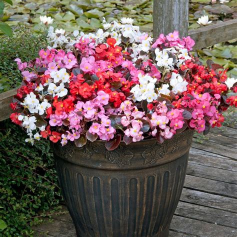 Trailing Begonia Plants Trailing Begonias For Sale Trailing Begonia