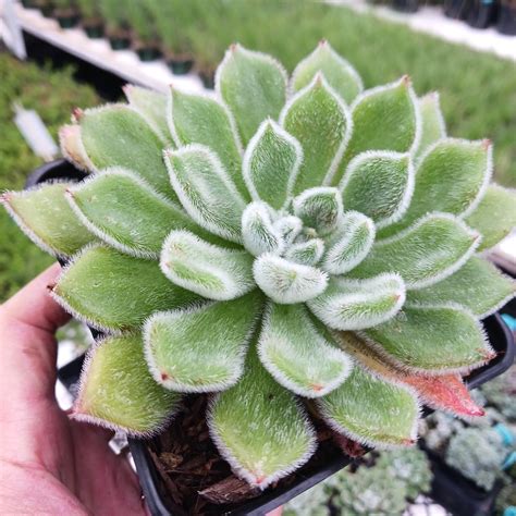 Echeveria Doris Taylor 4in Dryoasisplants