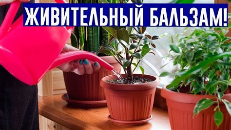 Полейте растения этим средством и они оживут через пару дней! - YouTube