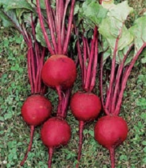 500 Beet Seeds Ruby Queen Beets Garden Seeds Vegetable Seeds Etsy