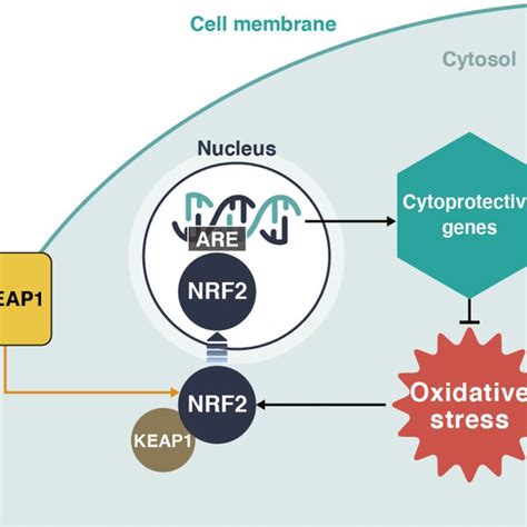 Schematic Representation Of Steap1‐nrf2 Pathway Under Nonoxidative