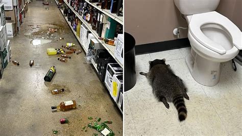 Drunk Raccoon Found Passed Out In Virginia Liquor Store Bathroom