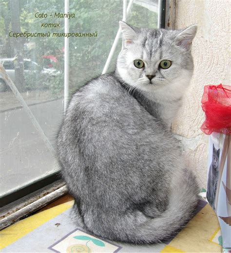 Серая шиншилла котенок картинки и фото Koshka Top