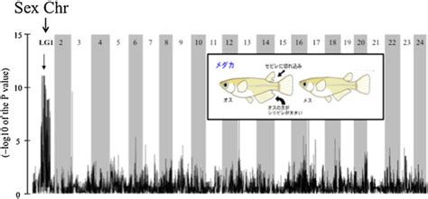 Distribution Of Restriction Associated Dna Tag Rad Tag Markers Along Download Scientific