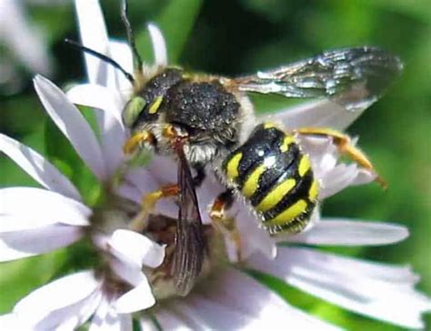 Different Types Of Bees And How To Identify The Difference