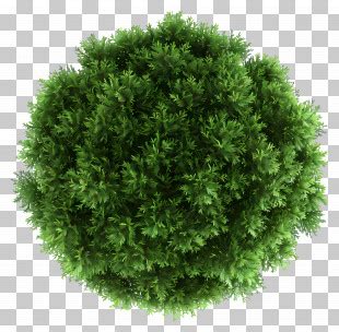 Bush Top View Green Plant Nature Png