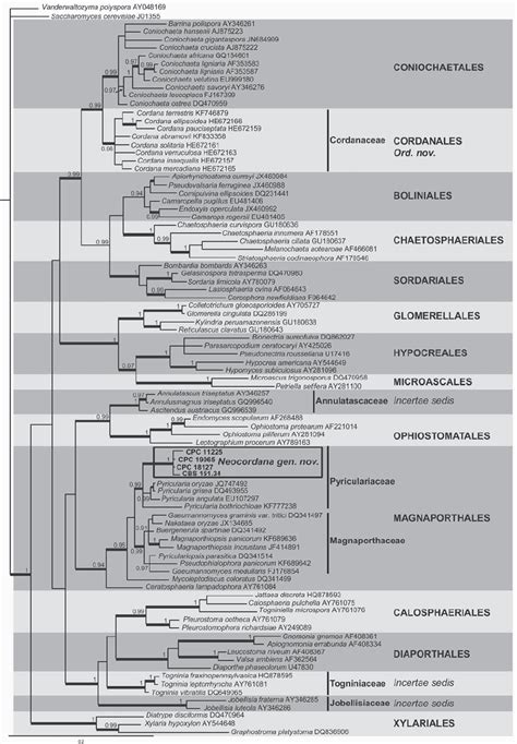 phylogenetic analyses based on lsu rdna sequences bayesian posterior