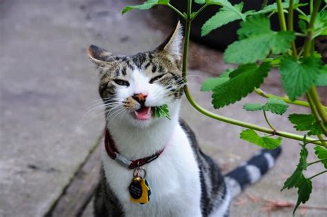 why do cats roll in catnip 5 common reasons catster