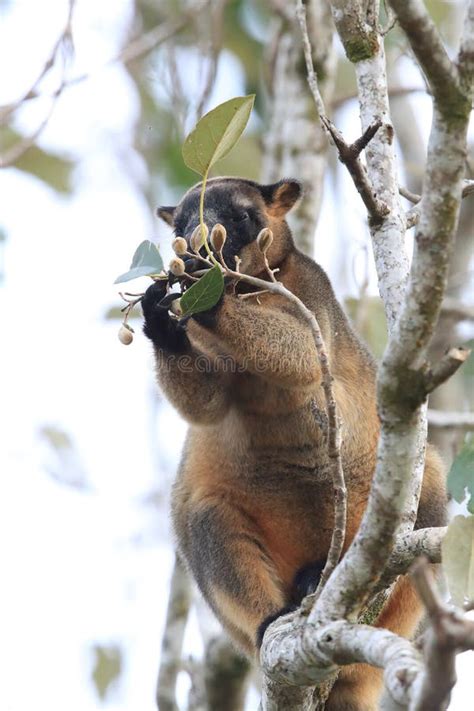 A Lumholtz S Tree Kangaroo Dendrolagus Lumholtzi Queensland