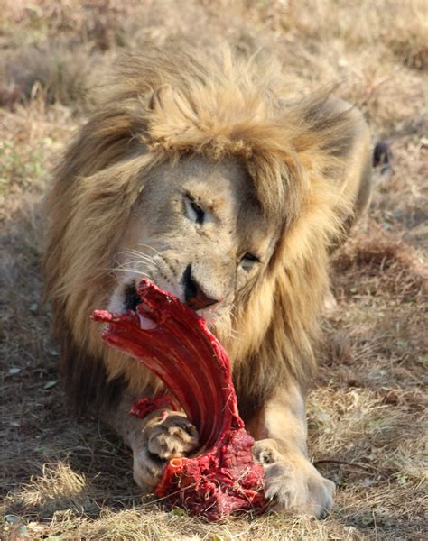 How To Correctly Write A Raw Multiline String In Python Essential Tips Be On The Right Side