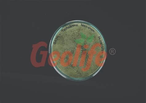 Powder Trichoderma Harzianum Liquid Consortia 5 Litre At ₹ 6000 Kg In