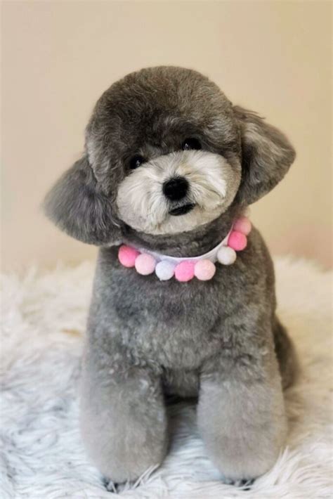 22 Adorable Toy Poodle Haircut Styles That Will Make You Swoon