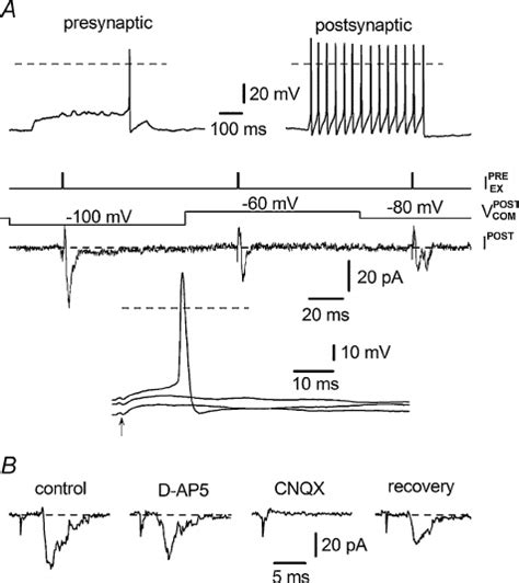 Monosynaptic Excitatory Connections Of Dns A Examples Of Recordings